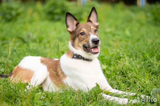 Собака в добрые руки