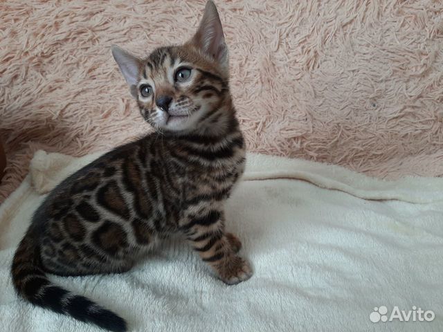 Бенгальские котятки