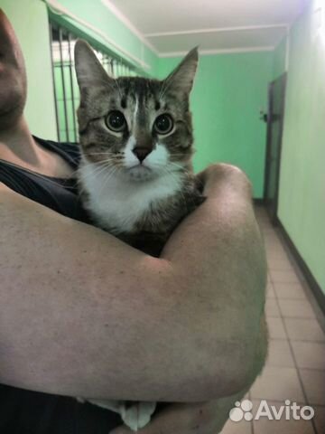 Молодой активный котяра ищет преданного человека