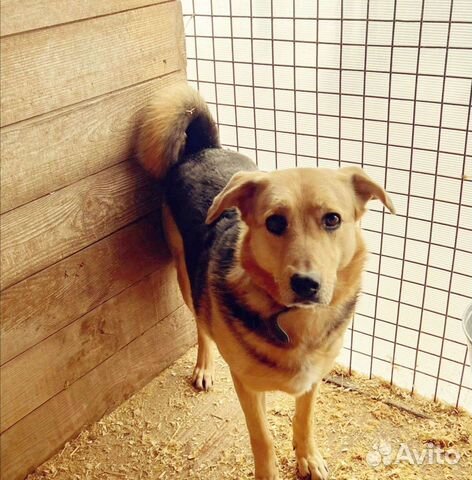 Собака из приюта