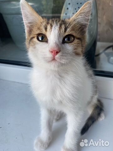 Котенок Тимка