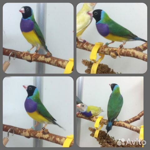 Самец Амадина Гульда (синегенный)