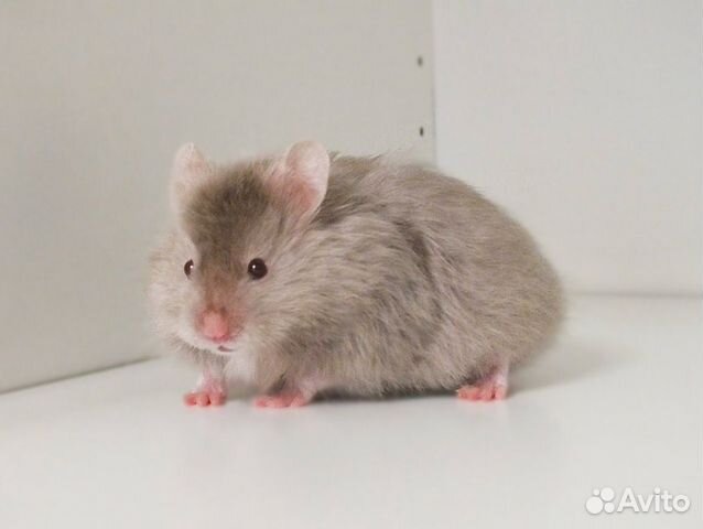Племенные сирийские хомяки