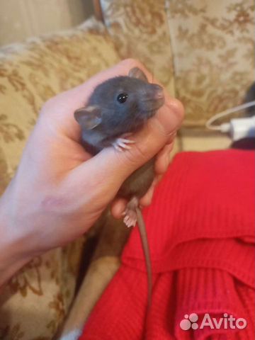 Крысы дамбо девочки и мальчики