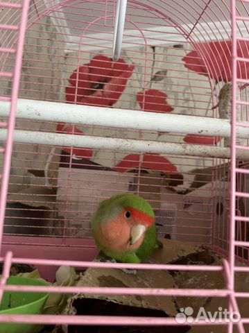 Попугай неразлучник 1.5 года