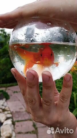 Карась комета, карп кои