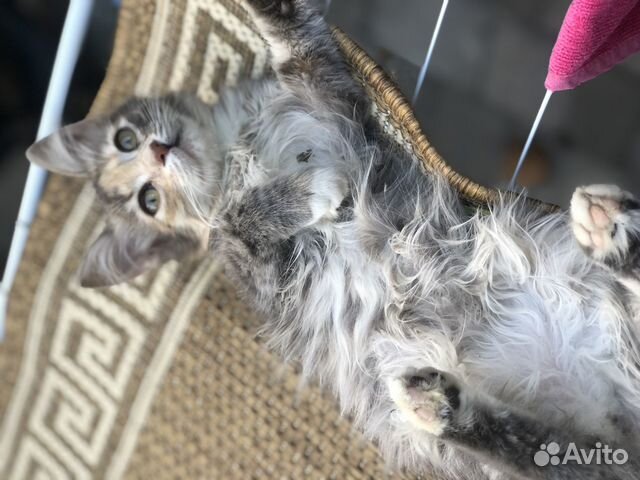 Сибирская красавица