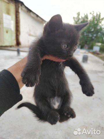 Кошки в добрые руки бесплатно