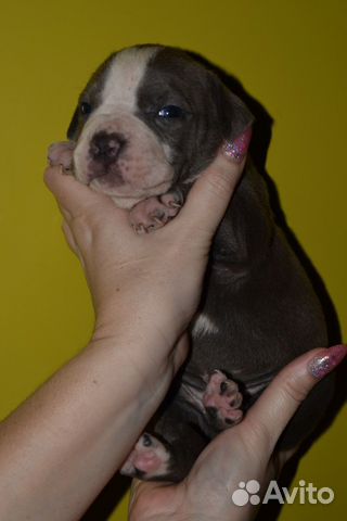 Стаффорд девочка голубая