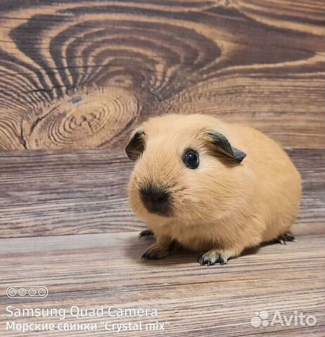 Морская свинка