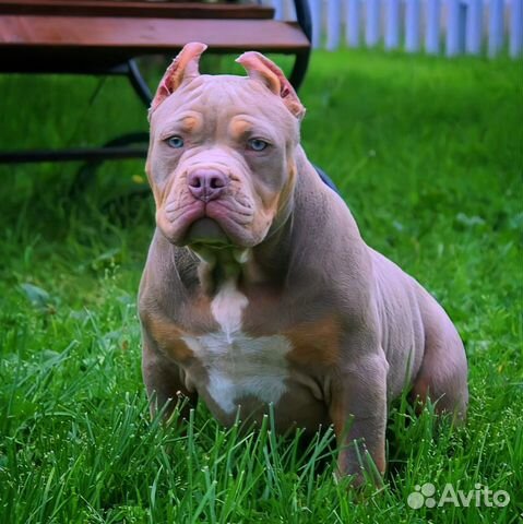 Мощный красавчик