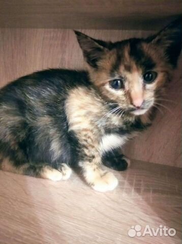 Котенок Зося