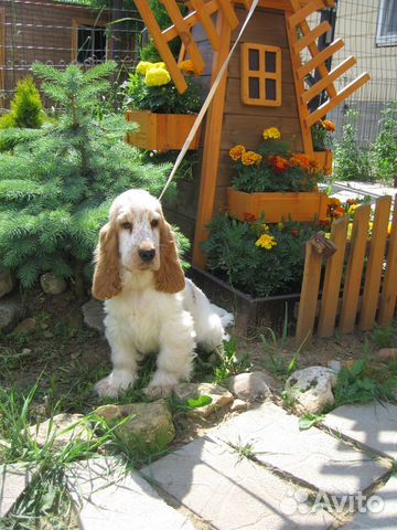 Английский кокер спаниель щенок