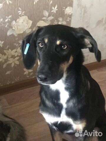 Привитый, кастрированный Арчи ищет дом