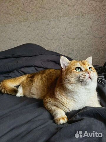 Вязка за котёнка