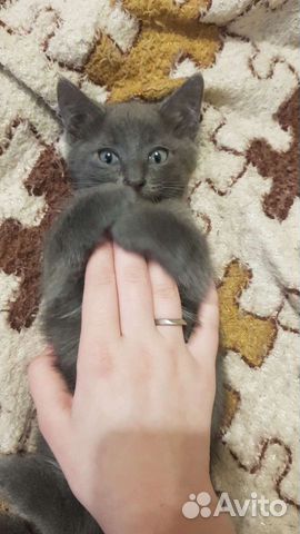 Отдам котенка связи с переездом