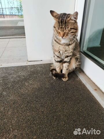 Чудесный котик в добрык руки