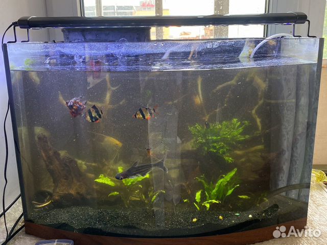 Аквариум и все все все