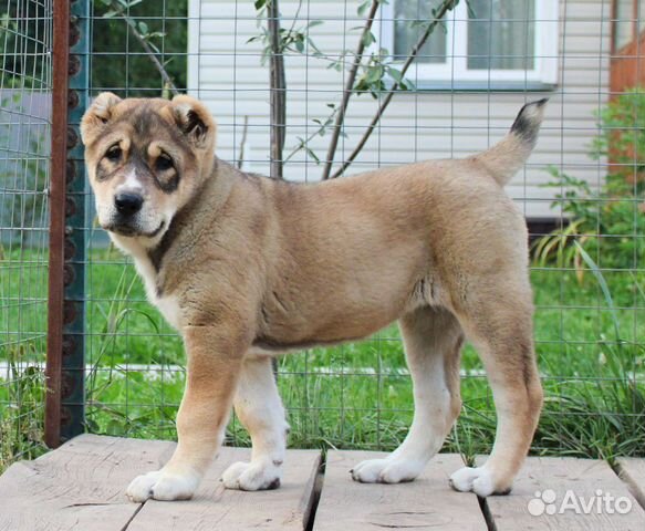 Девочка сао (алабай) 2,5 мес
