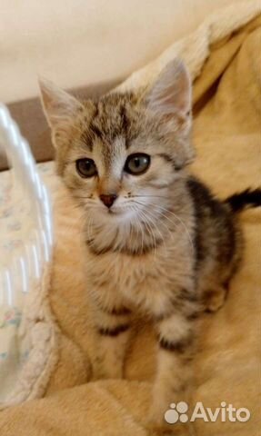 Малышка Кнопа., 2 месяца