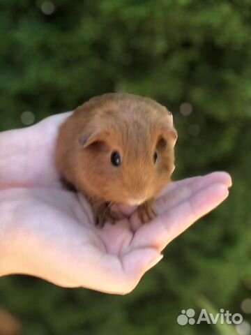 Морская свинка селф английский