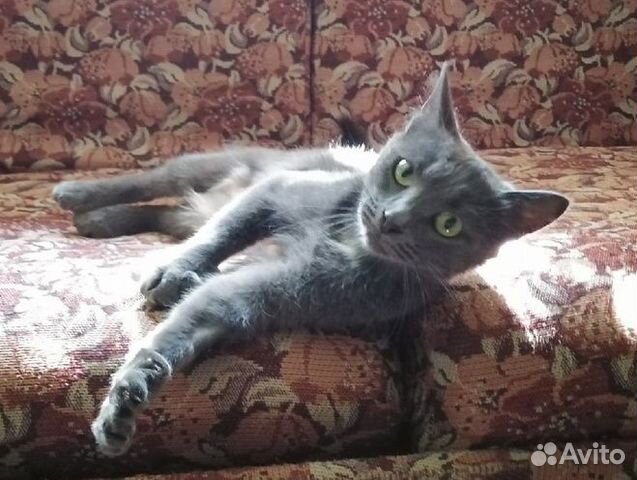 Кошечка Нюша, помесь с русской голубой