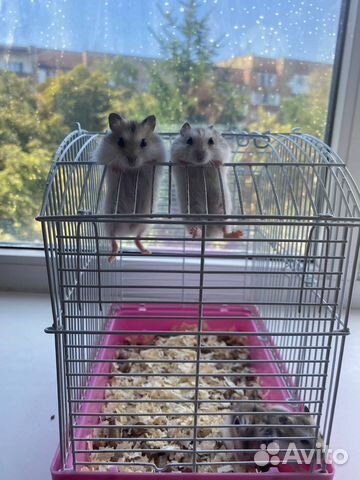 Джунгарский хомяк маленький