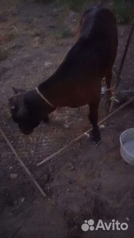 Корова дойная, и бычок