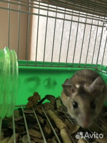 Джунгарский хомяк