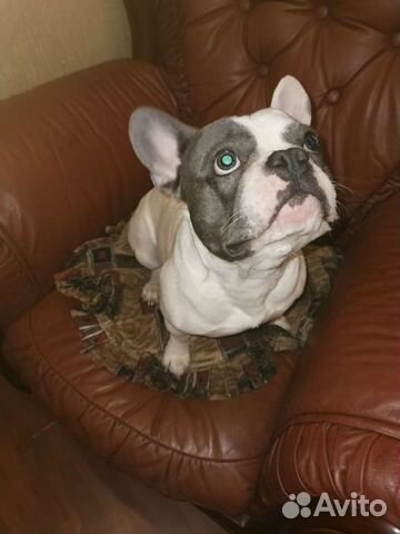 Вязка, Продажа. Французский бульдог. Король