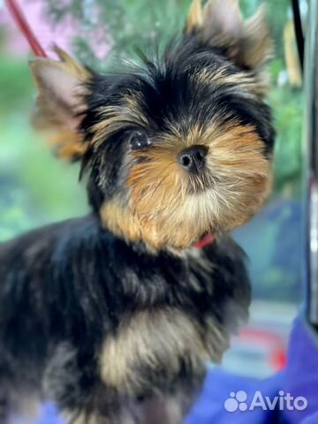 Детки от двух чемпионов