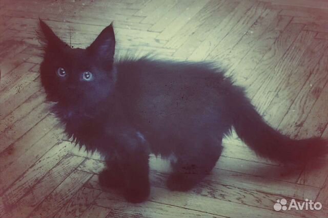 Котёнок Шаман