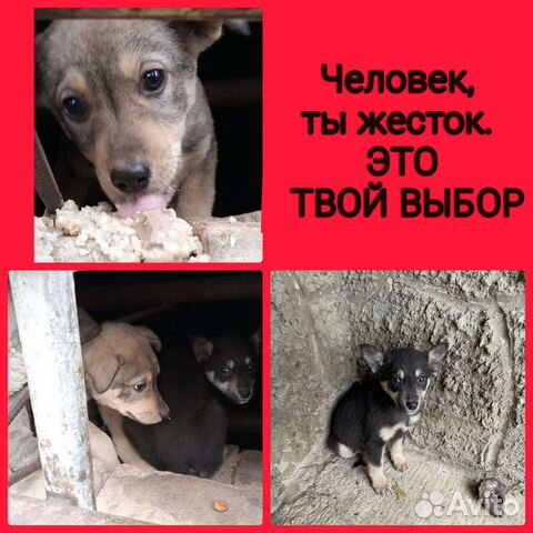 Щенки в беде