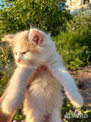Котенок белый пушистик(девочка)