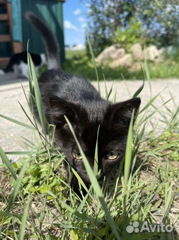 Домашние животные кошки