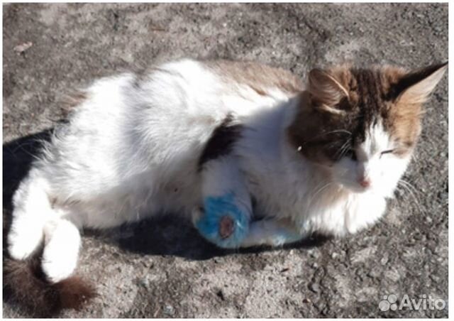 Несчастная кошечка прибилась к больнице