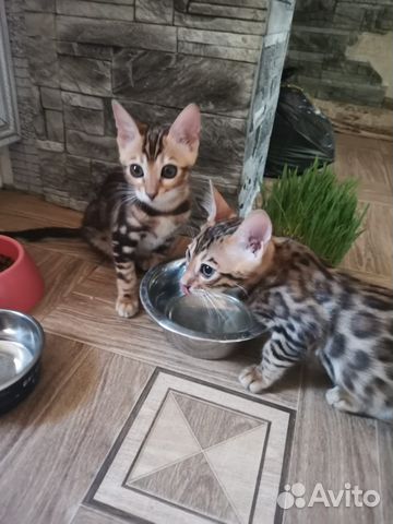 Бенгальские котята