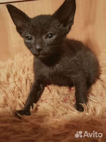 Кошка в дар