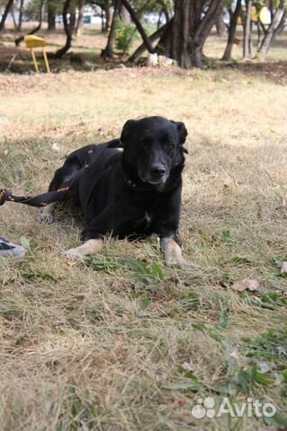 Хромая собачка пропадает в приюте