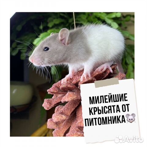 Дамбо крысы, крысята, крыса. Питомник