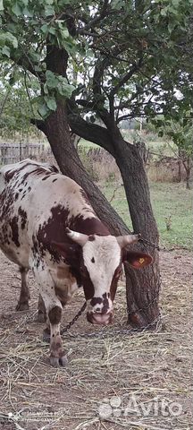 Бык производитель