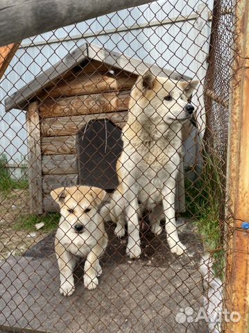 Щенки Акита ину