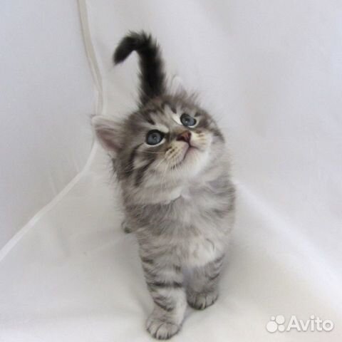 Сибирский котик Амур
