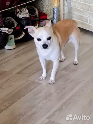 Собака в добрые руки чихуахуа