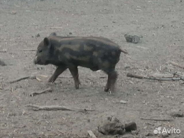 Поросята кармалы