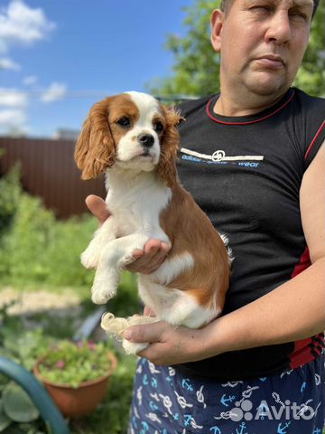 Барби девочка Кавалерочка