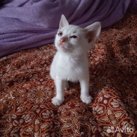 Кошка в дар