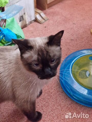 Любителям тайских котиков