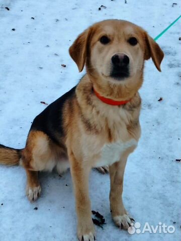 Собака в добрые руки щенок мальчик