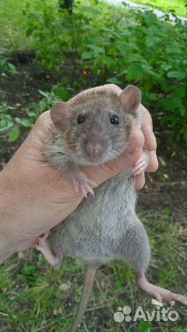 Крысята дамбо Рекс девочки.Крыса